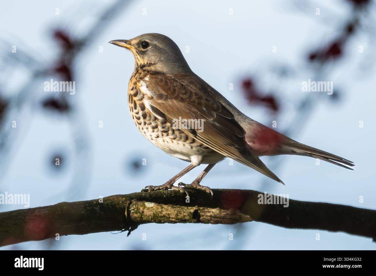 10 November 2025, Baden-Württemberg, Rottweil: A juniper thrush clings ...