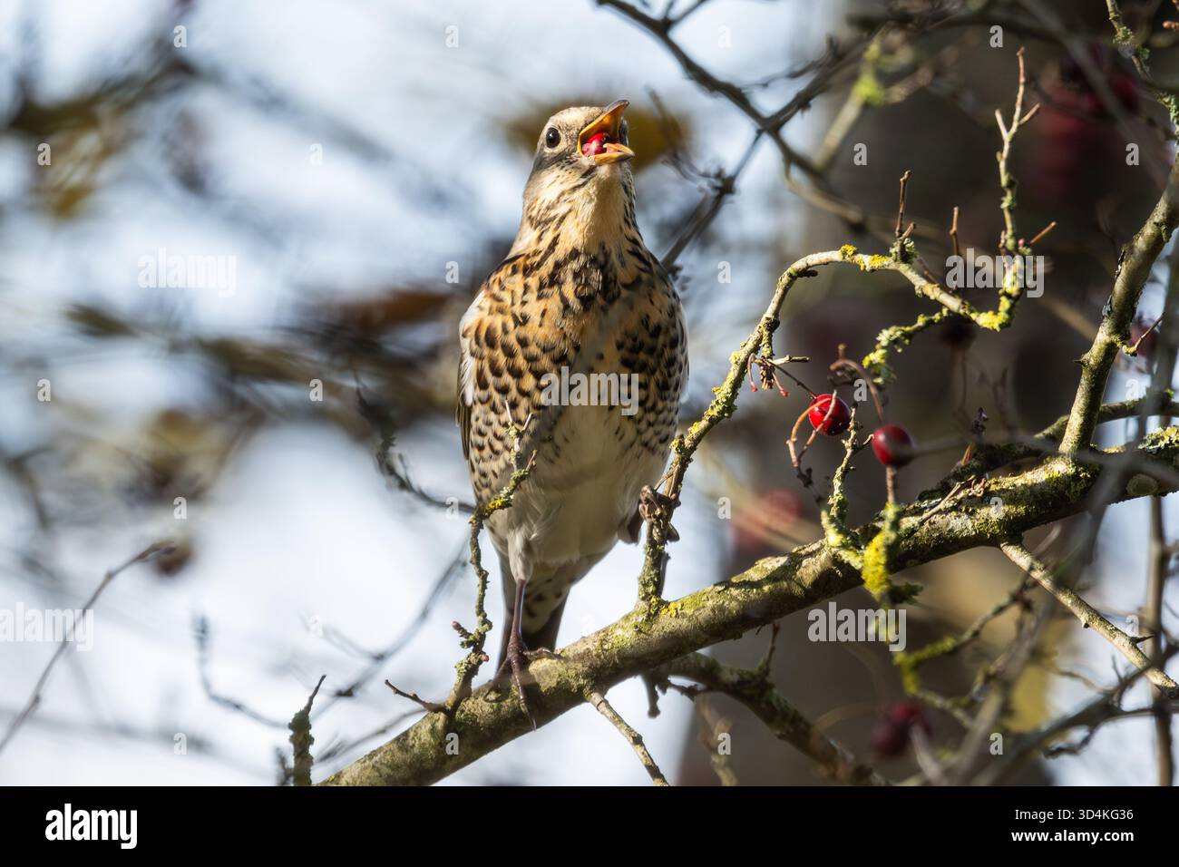 10 November 2025, Baden-Württemberg, Rottweil: A juniper thrush clings ...