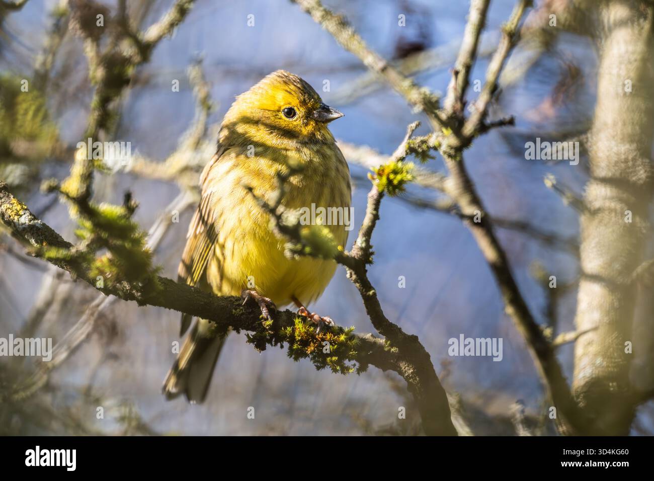 10 November 2025, Baden-Württemberg, Rottweil: A yellowhammer clings to ...