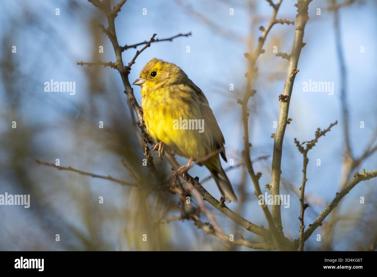 10 November 2025, Baden-Württemberg, Rottweil: A yellowhammer clings to ...