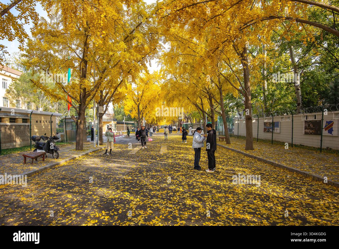 Fallen ginkgo leaves cover the ground in Beijing, China, 8 November ...