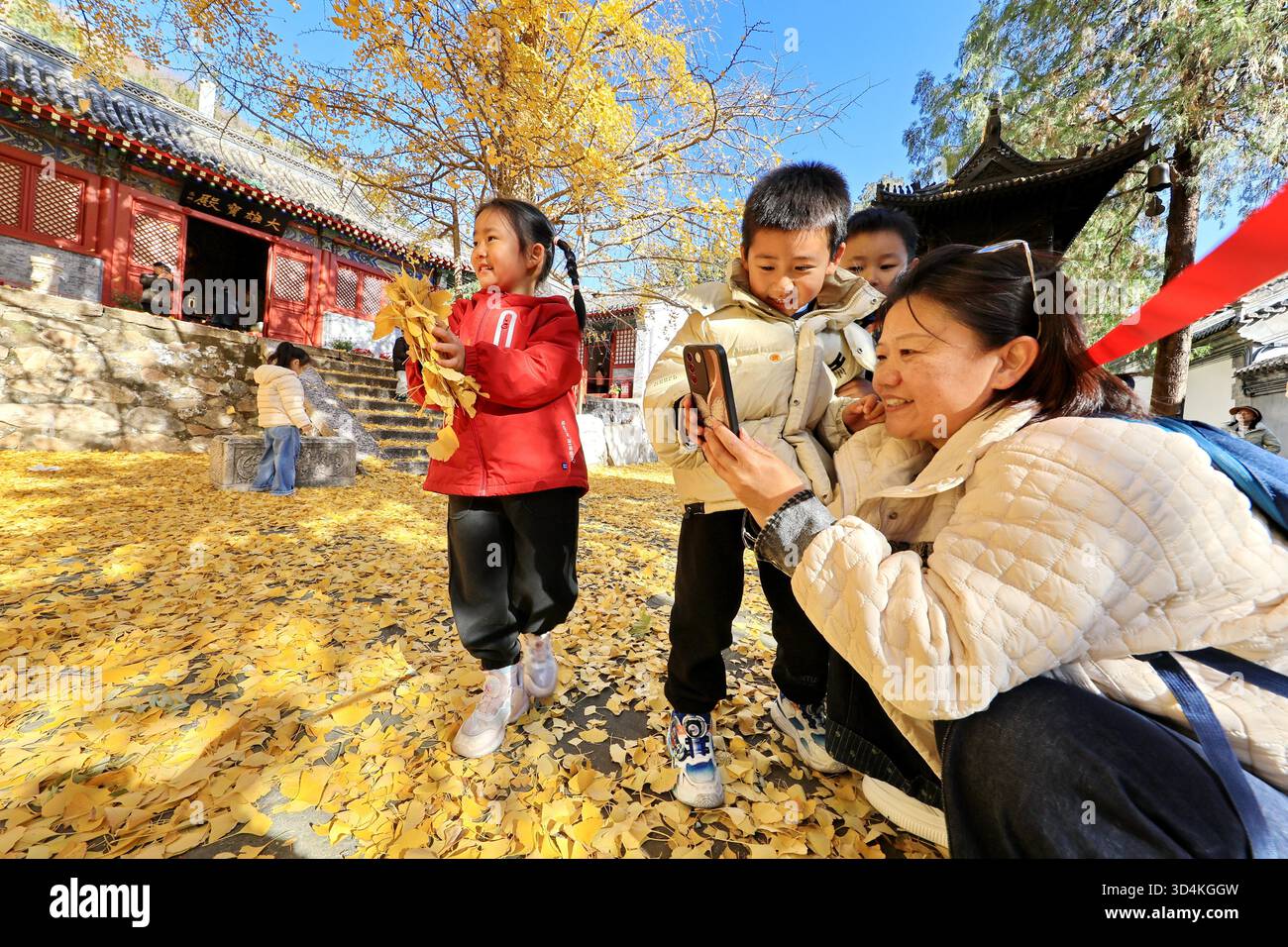 Ancient ginkgo trees at Heping Temple attract people in Beijing, China ...