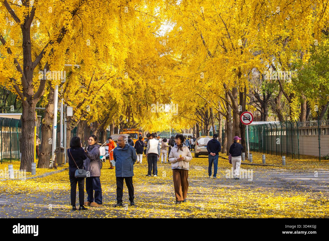 Fallen ginkgo leaves cover the ground in Beijing, China, 8 November ...