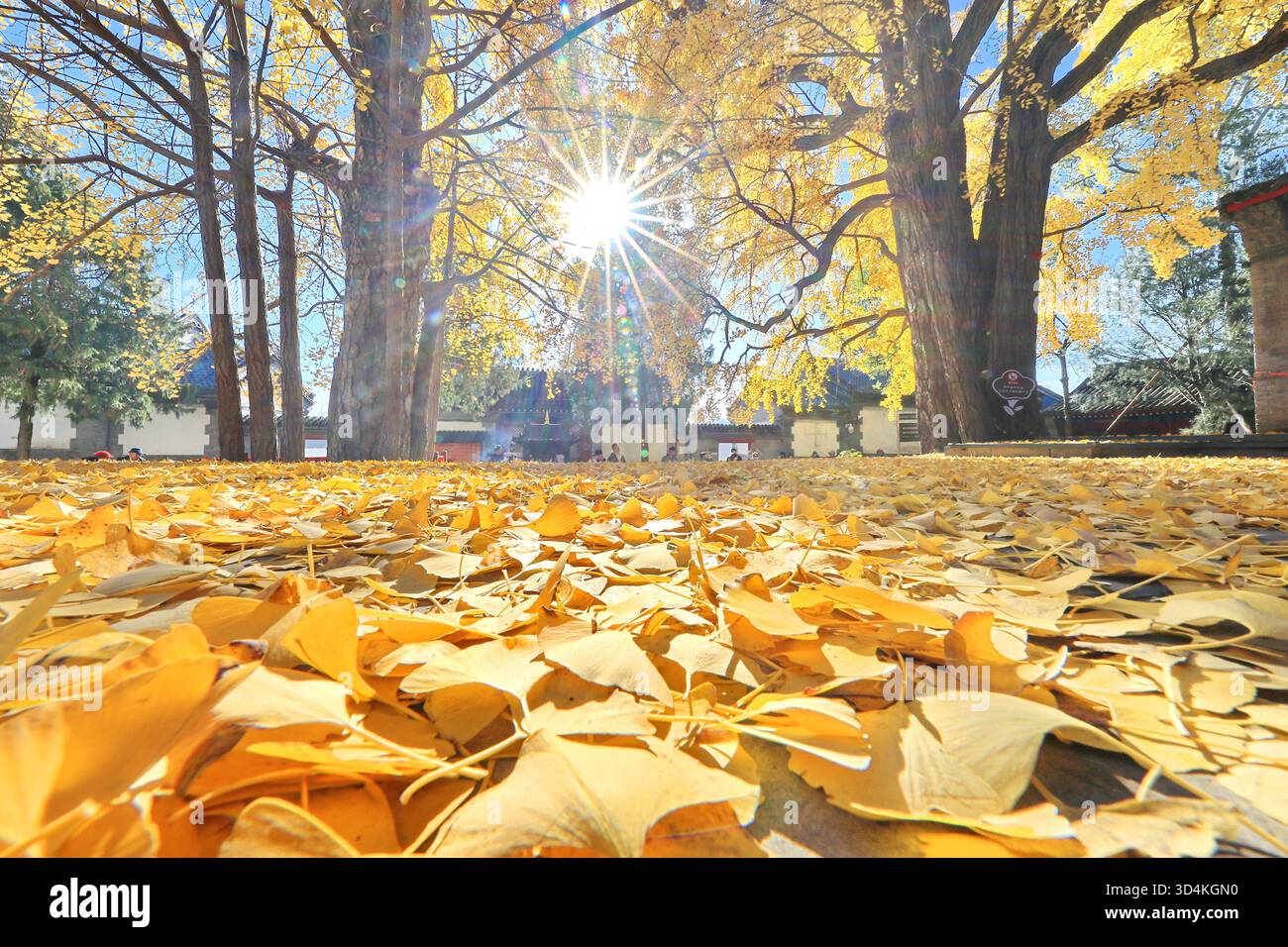 Ancient ginkgo trees at Heping Temple attract people in Beijing, China ...