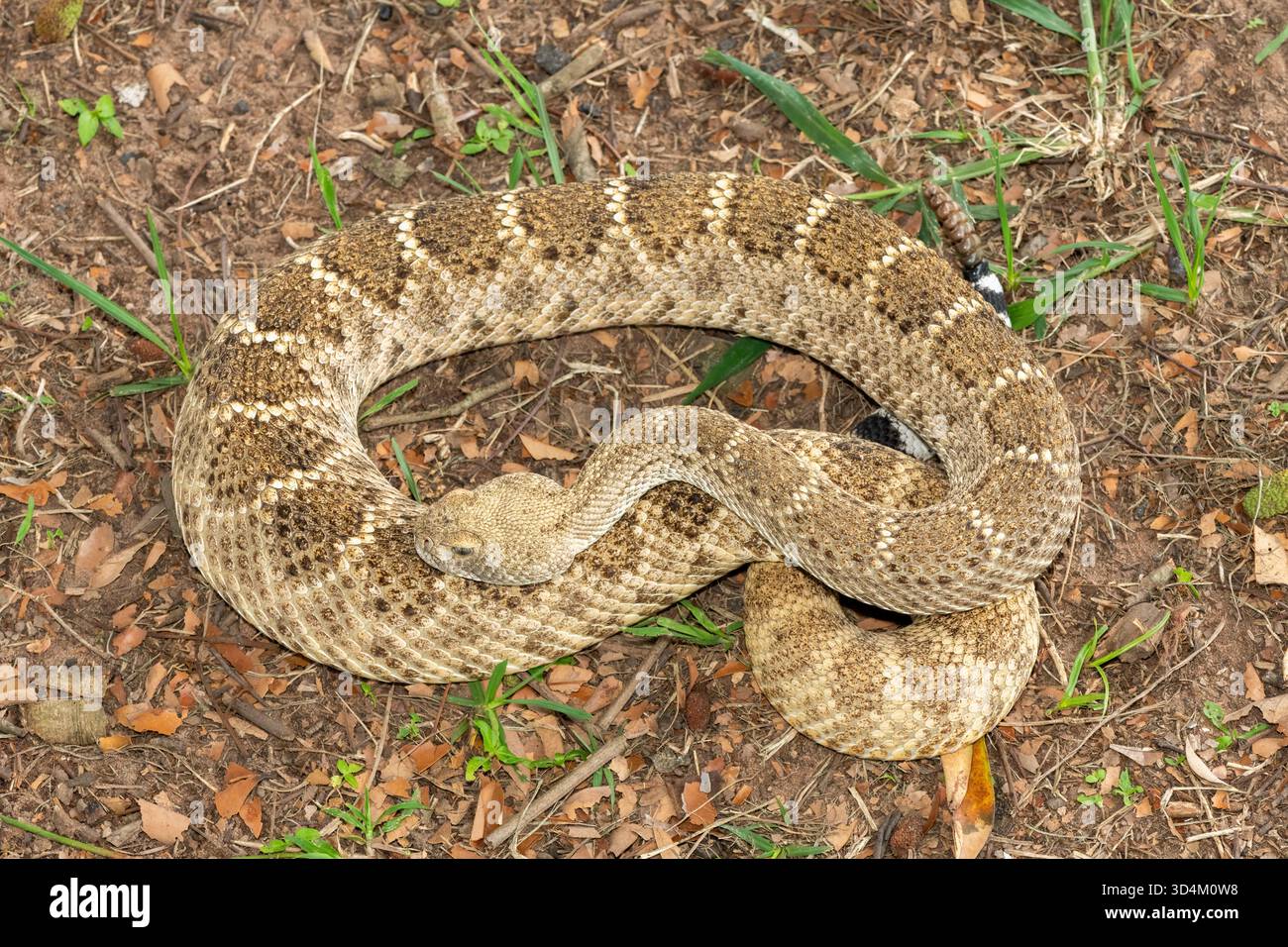 Western diamondback rattlesnake (Crotalus atrox), also known as a Texas ...