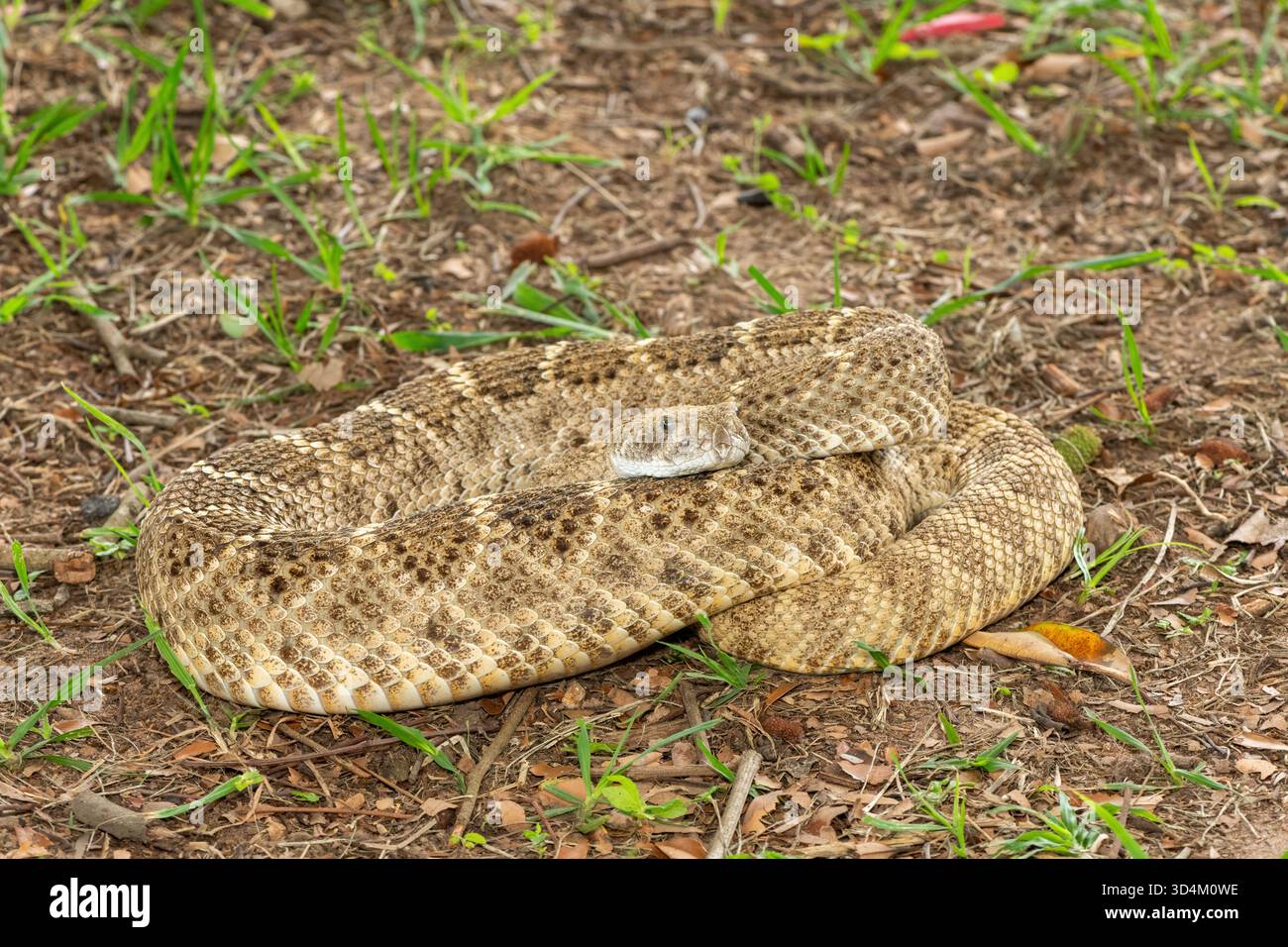 Western diamondback rattlesnake (Crotalus atrox), also known as a Texas ...