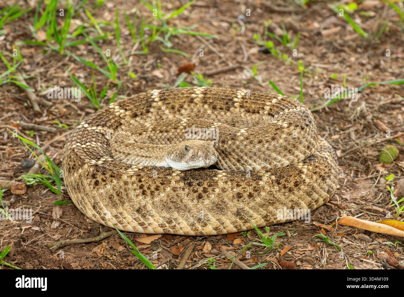 Western diamondback rattlesnake (Crotalus atrox), also known as a Texas ...