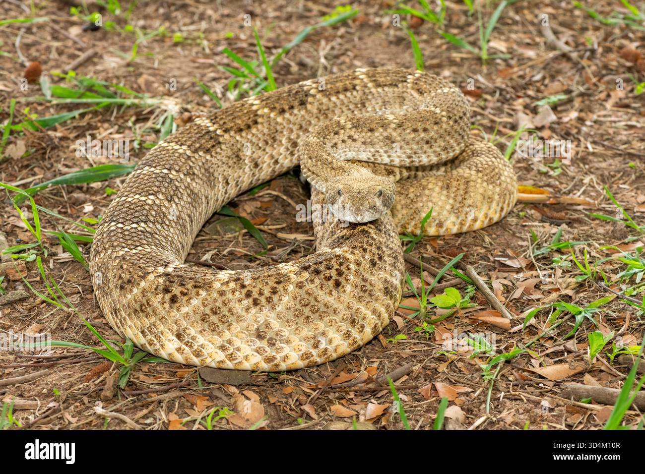 Western diamondback rattlesnake (Crotalus atrox), also known as a Texas ...