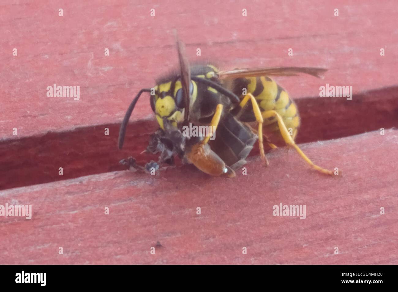 a Wasp eating gadfly. Wasp predatory insect Stock Photo - Alamy