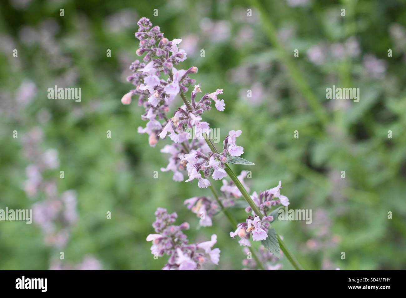 Nepeta racemosa 'Amelia', a hardy perennial catmint with pale pink ...