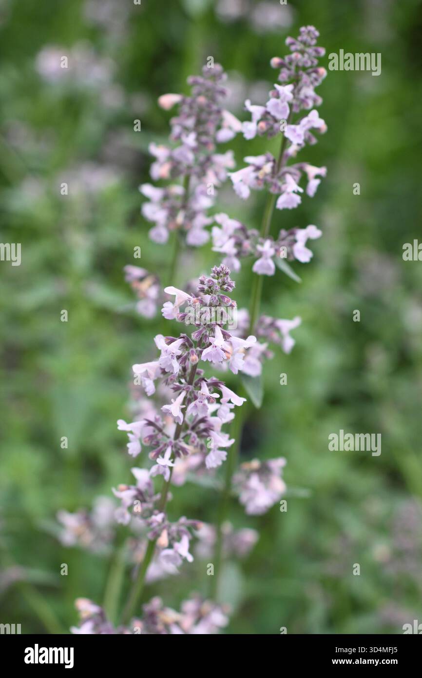 Nepeta racemosa 'Amelia', a hardy perennial catmint with pale pink ...