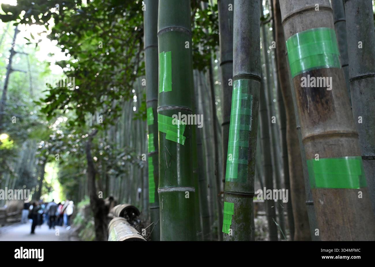 A photo shows damaged bamboo with green tape, which hides graffiti at ...