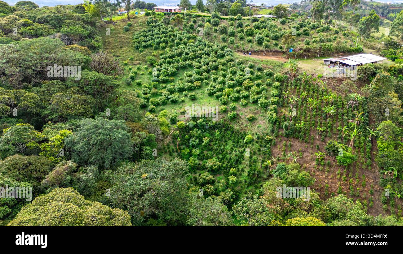 Aerial view of vibrant avocado orchards surrounded by rich greenery in ...
