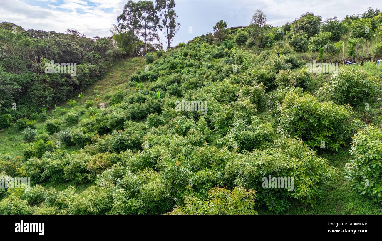 Lush avocado orchards situated in Popayán, Cauca, Colombia, showcasing ...