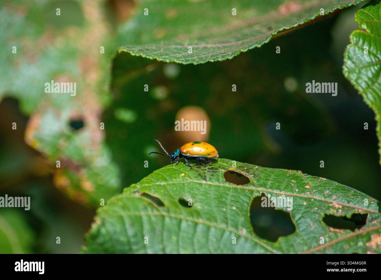 A vibrant yellow beetle resting on green leaves in Popayán, Cauca ...
