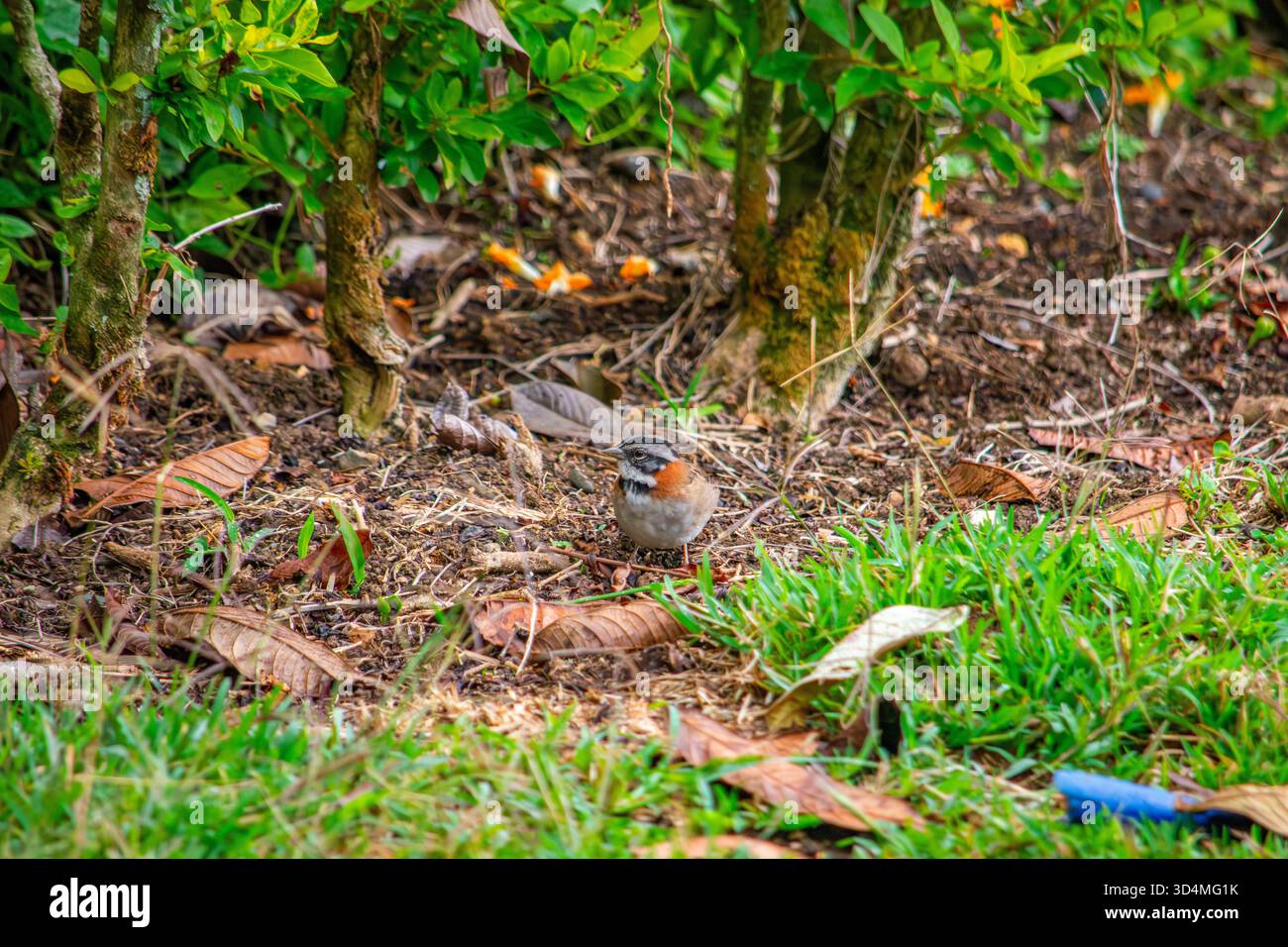 Spring foraging greenery hi-res stock photography and images - Alamy