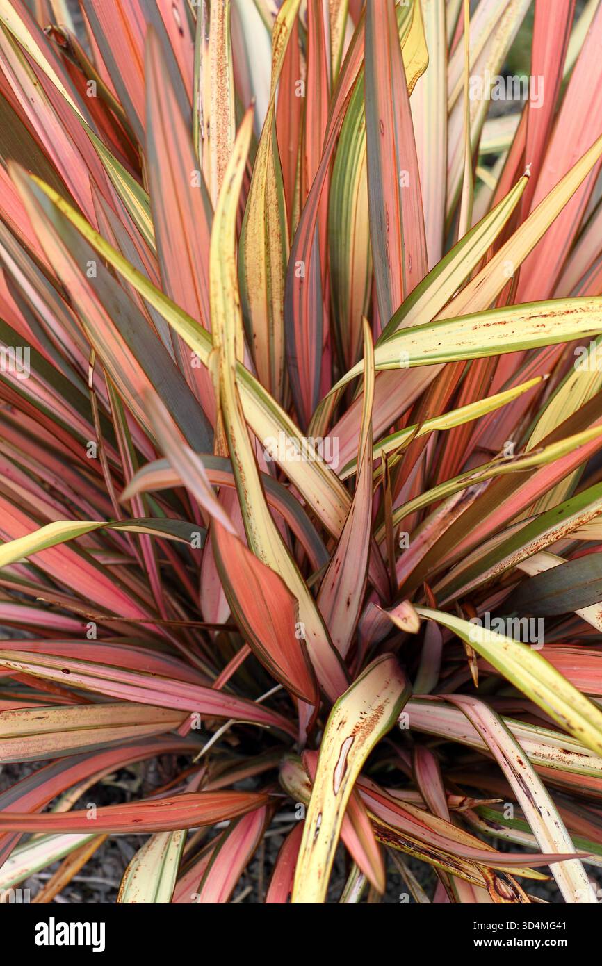 phormium maori sunrise flax lily Stock Photo - Alamy