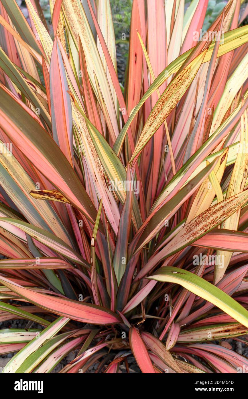 Phormium Maori Sunrise. Pink and green striped flax lily. Also known as ...