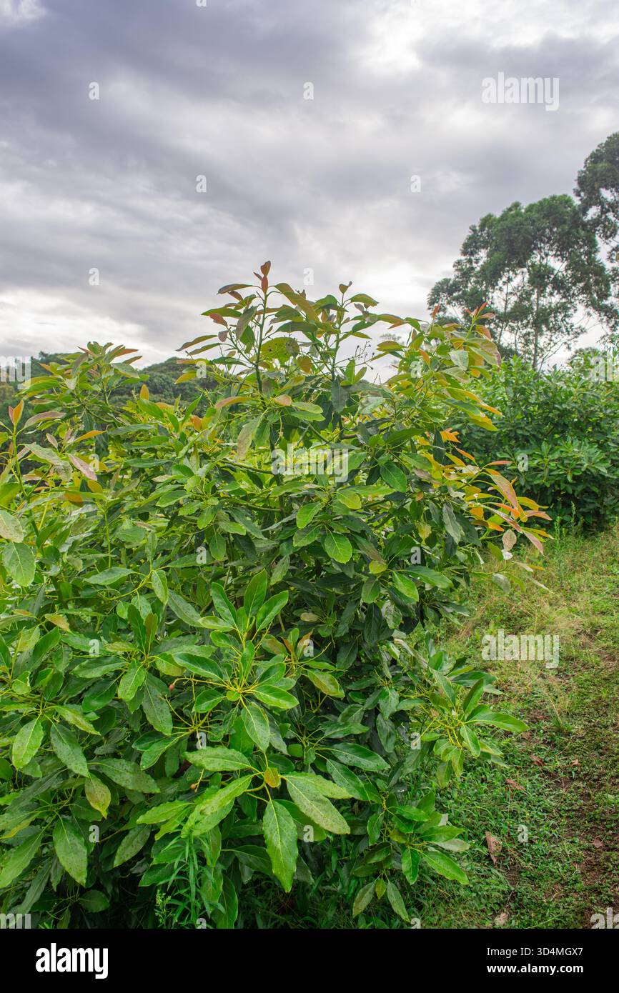 Lush avocado plant thriving in Popayán, Cauca, Colombia, showcasing ...