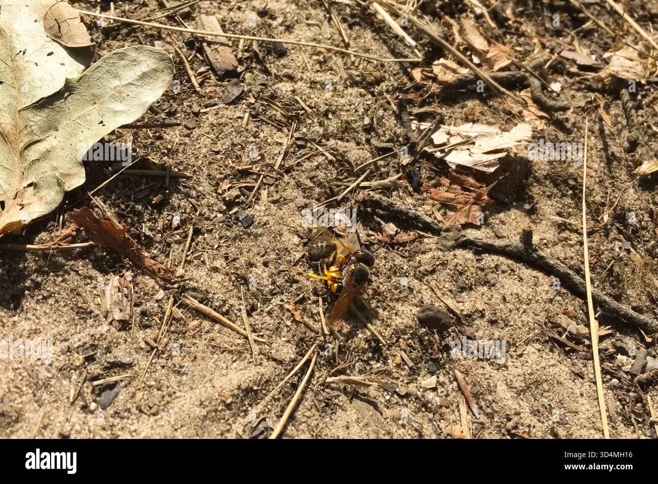 A predatory single wasp attacked a bee. wasp predator Stock Photo - Alamy