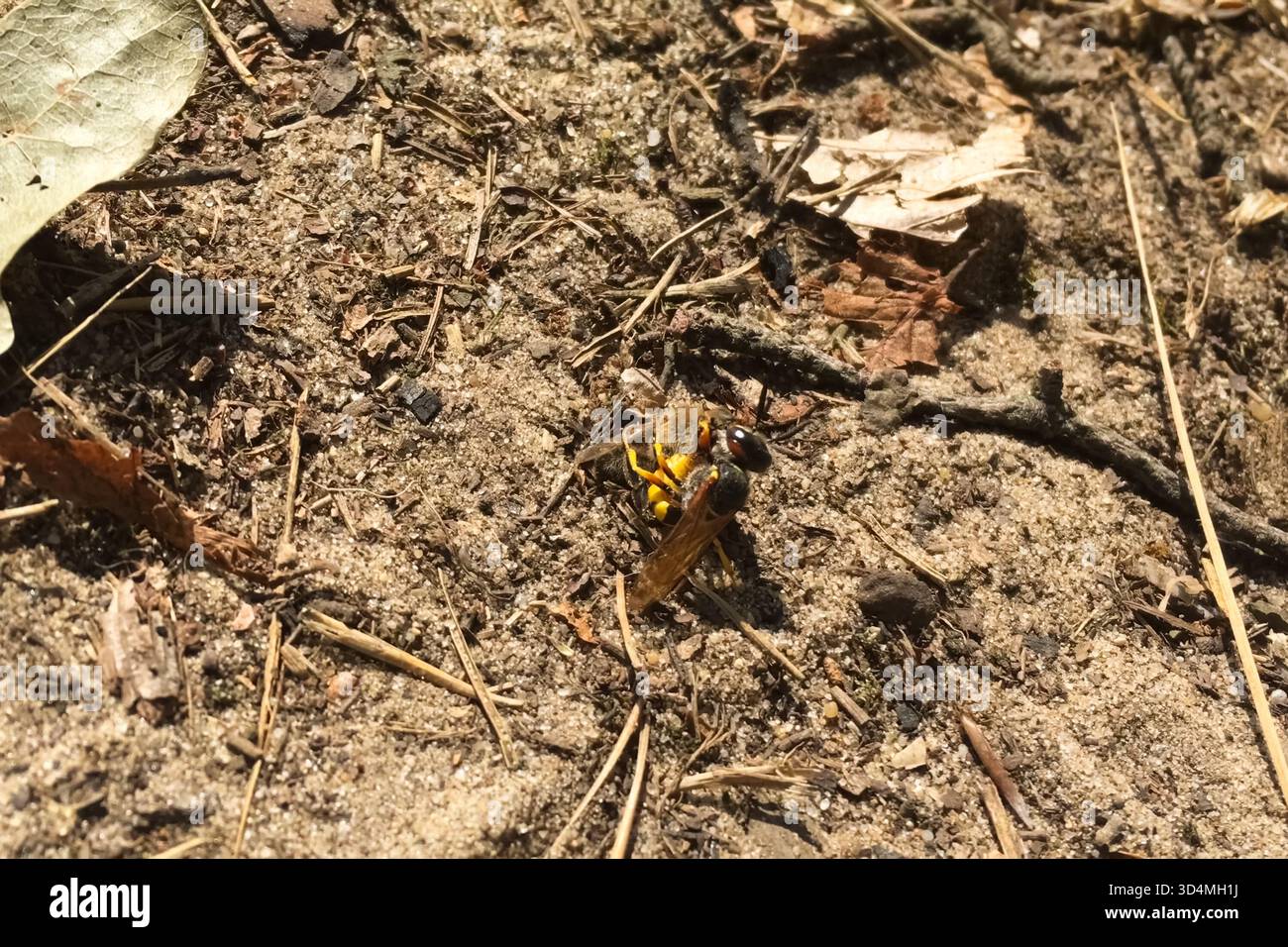 A predatory single wasp attacked a bee. wasp predator Stock Photo - Alamy
