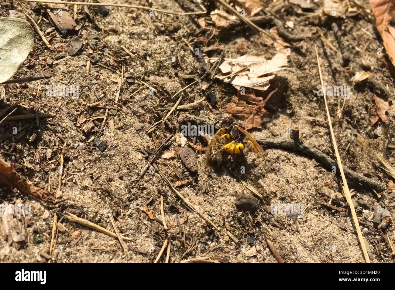 A predatory single wasp attacked a bee. wasp predator Stock Photo - Alamy