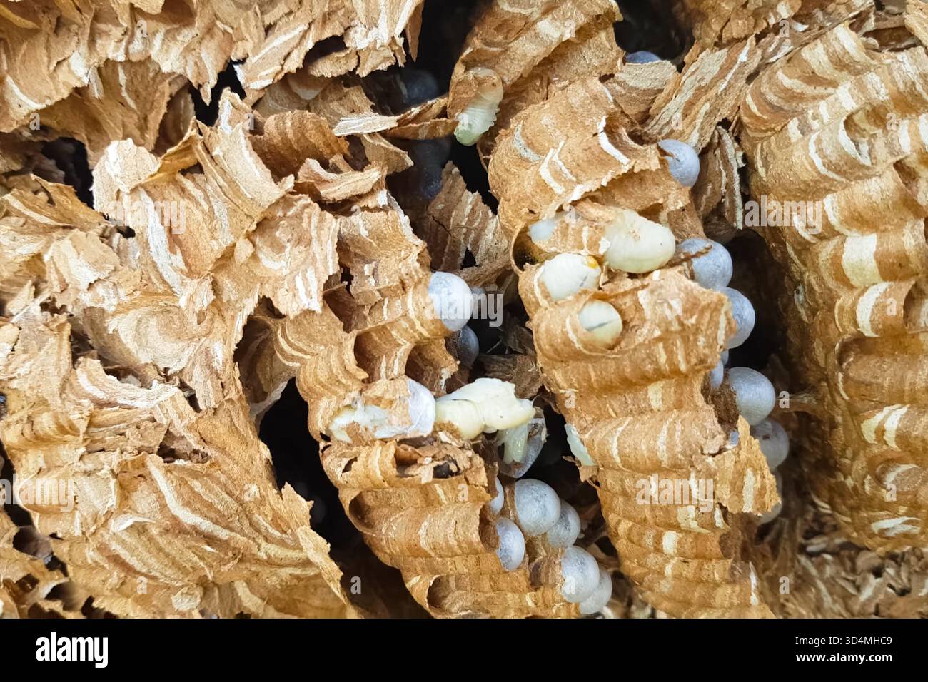 The ravaged nest of hornets, honeycombs and larvae of hornets wasps ...