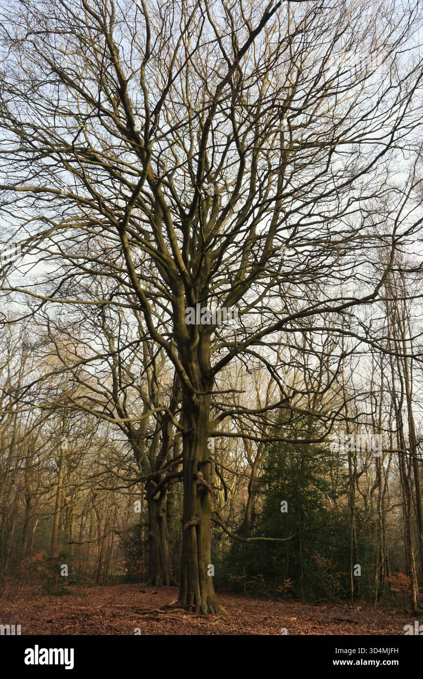 Suburban woodland scene in Ecclesall Woods, Sheffield, England, Trees ...