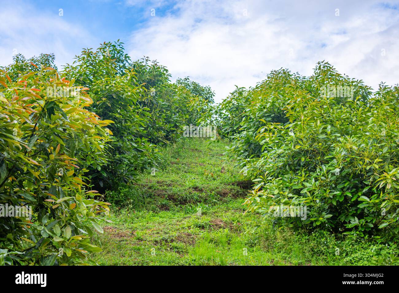 Lush avocado trees leading up a hillside under a blue sky in Popayán ...