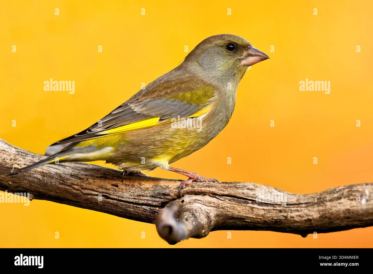 Greenfink hi-res stock photography and images - Alamy