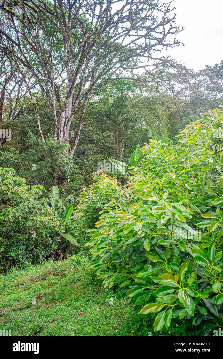 A vibrant view of dense foliage and towering trees in the lush ...