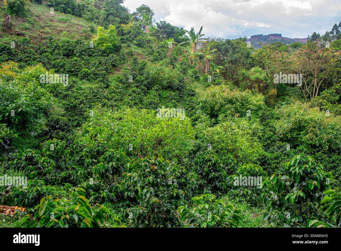 A vibrant landscape showcasing dense green vegetation in Popayán, Cauca ...