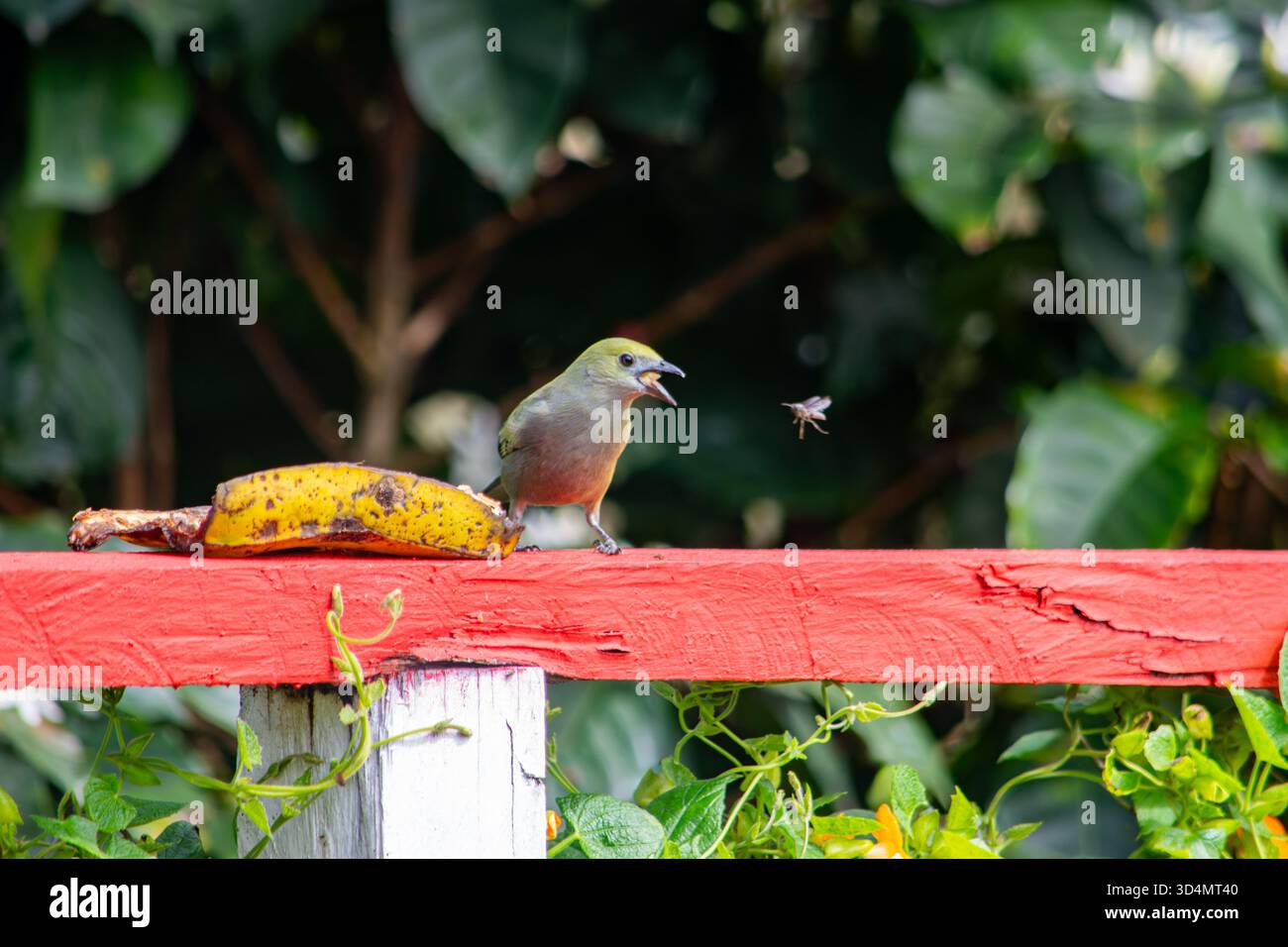 A vibrant bird perched on a colorful railing, interacting with a flying ...