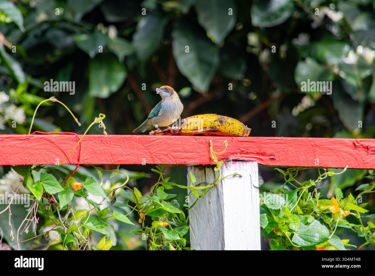 A vibrant bird perched on a red fence with a banana, surrounded by lush ...