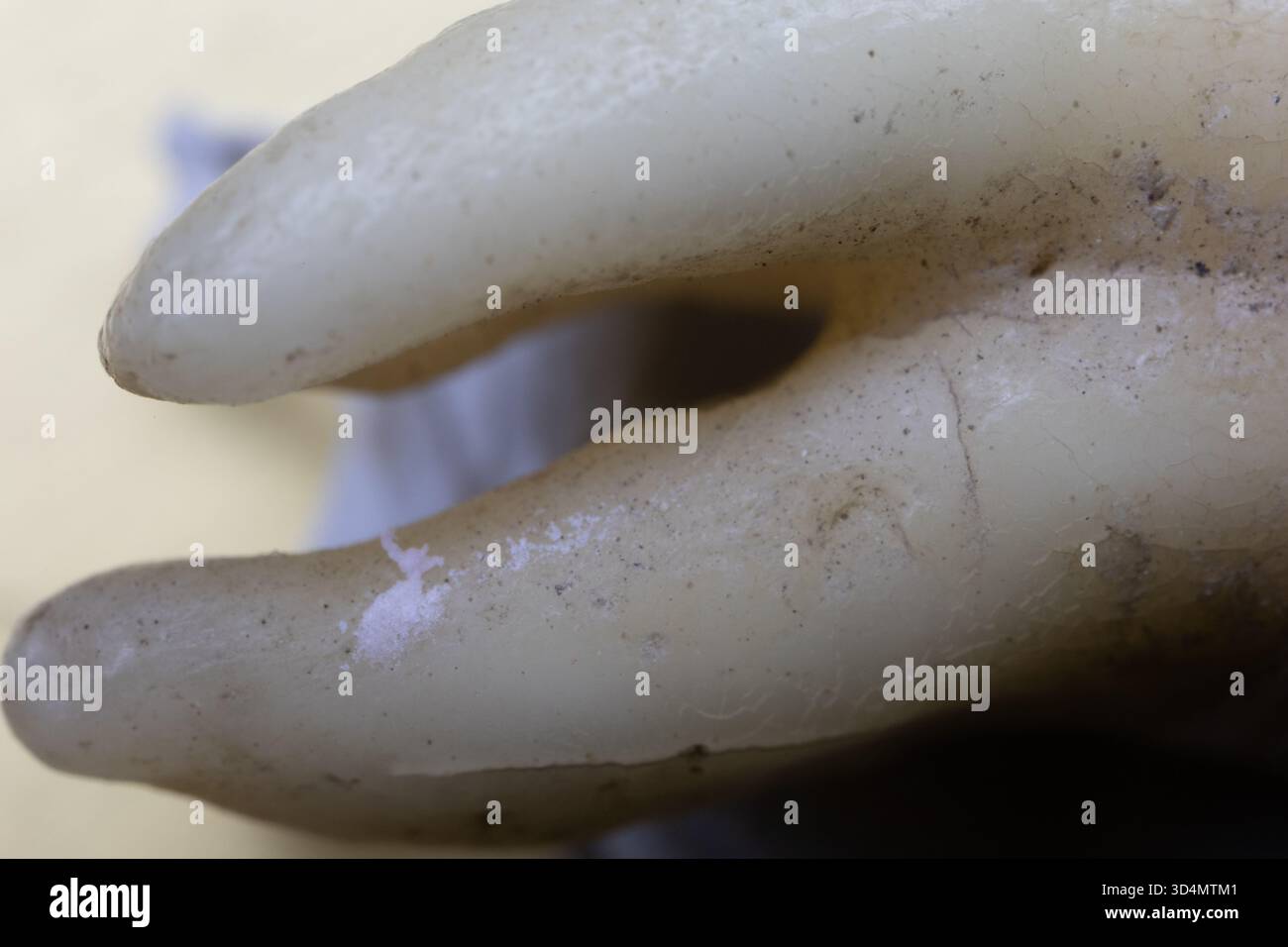 human molars with tooth roots in close up Stock Photo - Alamy