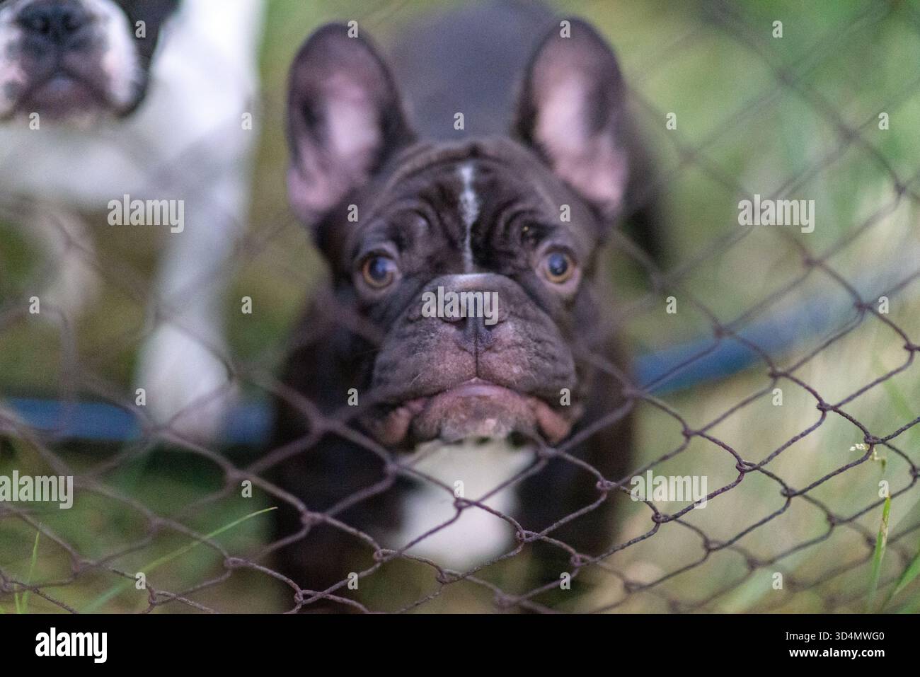 Close-up of a French Bulldog behind a wire fence, looking curious Stock ...