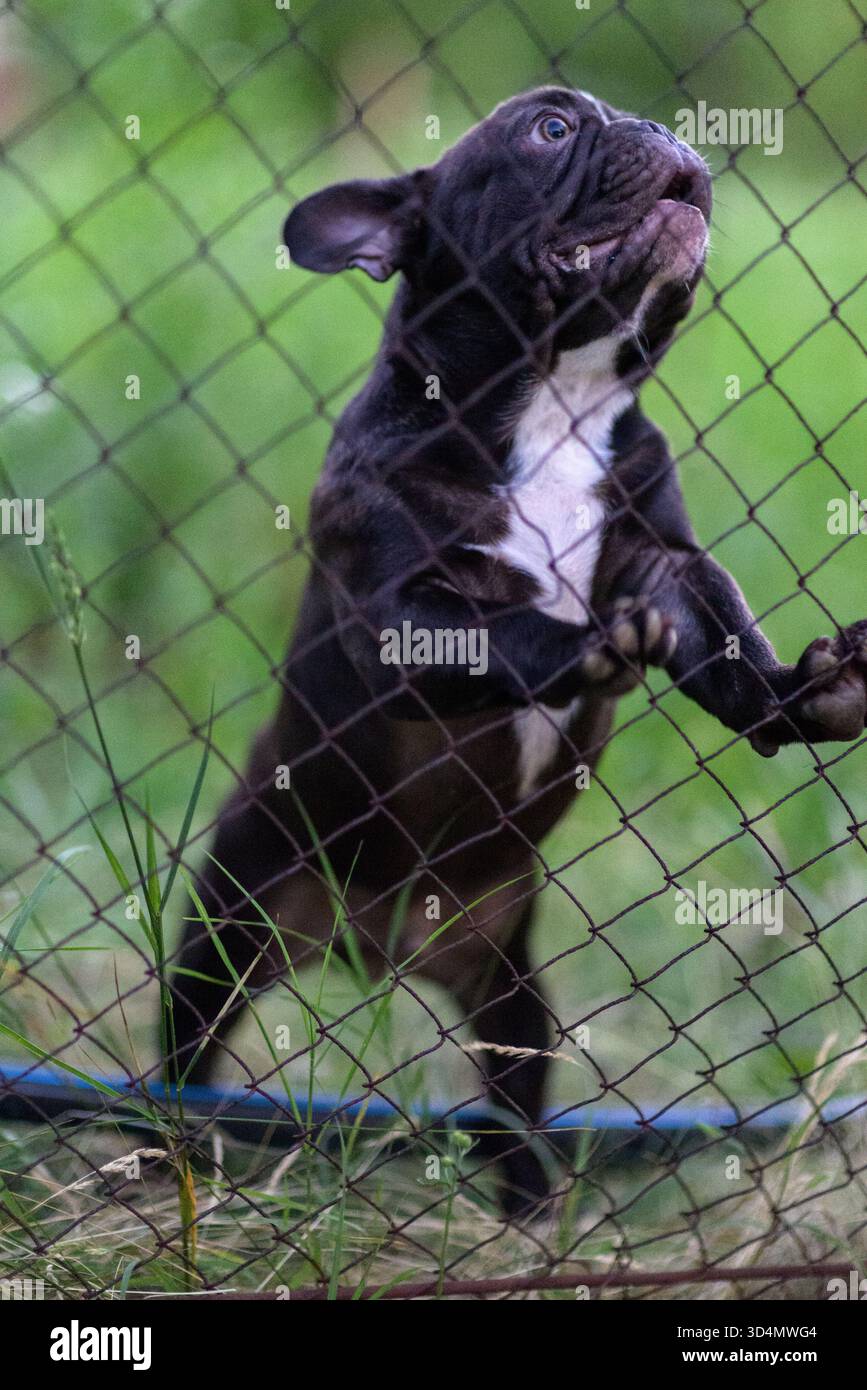 A black and white French Bulldog standing on hind legs behind a chain ...
