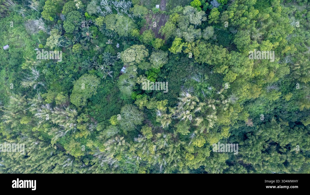 Aerial shot thick growth hi-res stock photography and images - Alamy