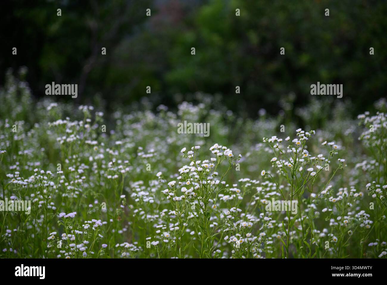 Field of daisy wildflowers with white blooms in a lush green meadow ...