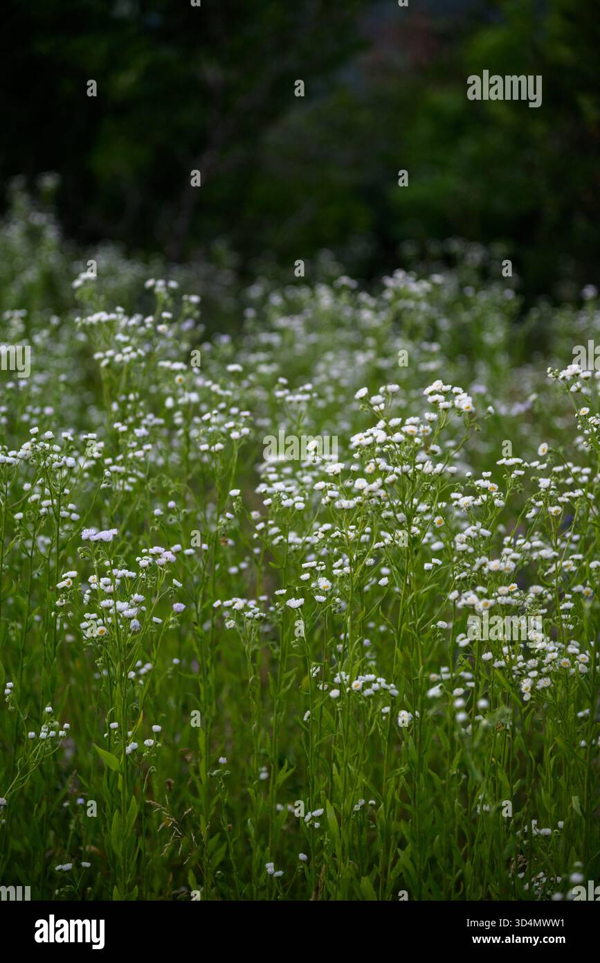 Field of daisy wildflowers with white blooms in a lush green meadow ...