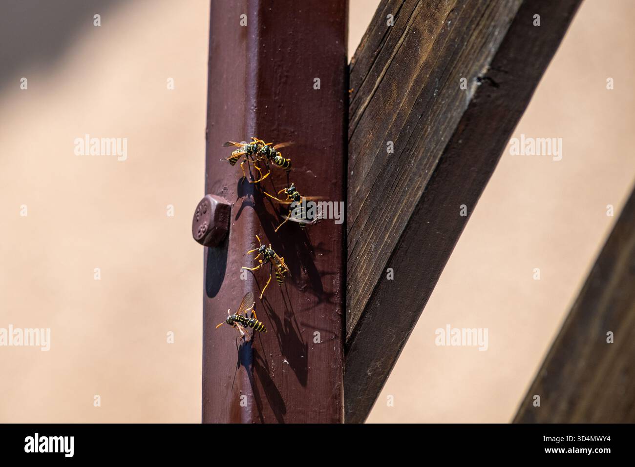 Close-up of wasps on a metal pole with wooden beams Stock Photo - Alamy