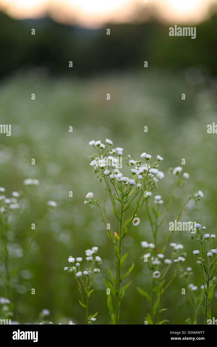 Field of daisy wildflowers with white blooms in a lush green meadow ...