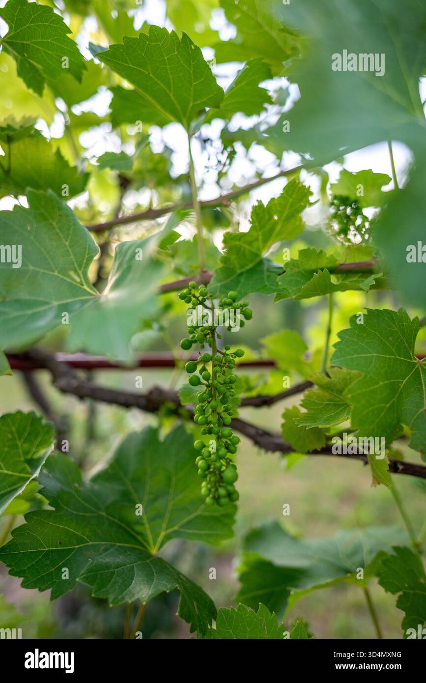 Close-up of grapevine leaves and small grape cluster in a vineyard ...