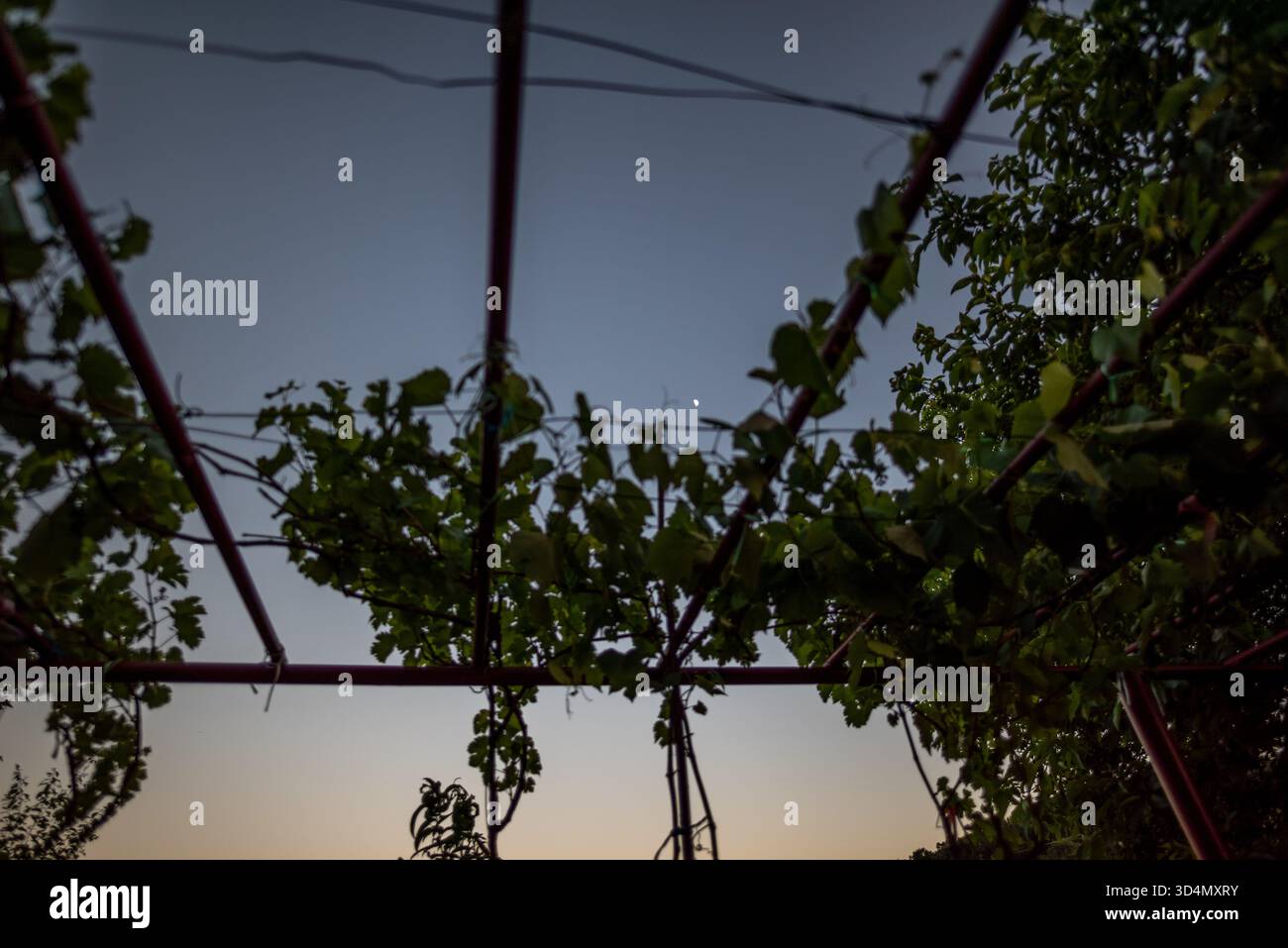 Vine-covered trellis at dusk with a visible crescent moon Stock Photo ...