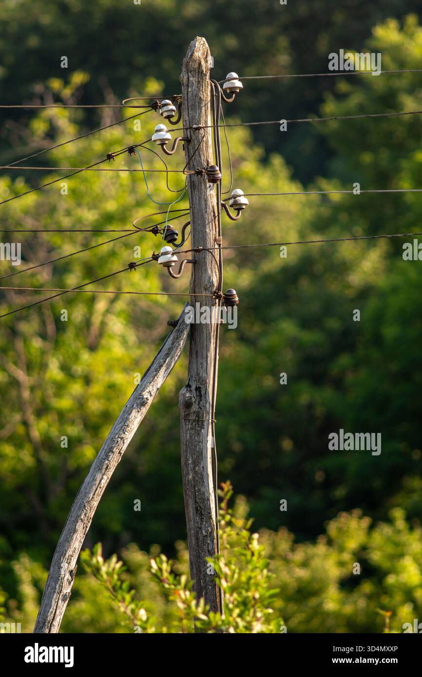 Old wooden utility pole with insulators in a lush green forest Stock ...