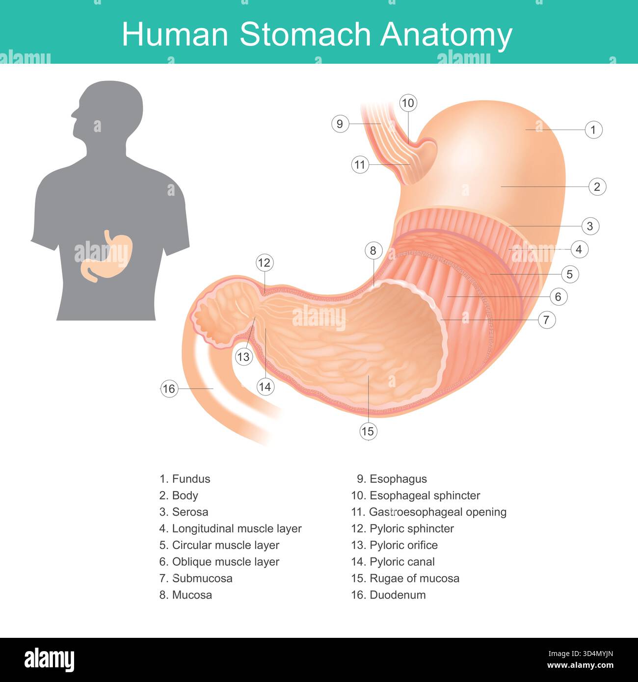 Diagram of Stock Vector Images - Alamy