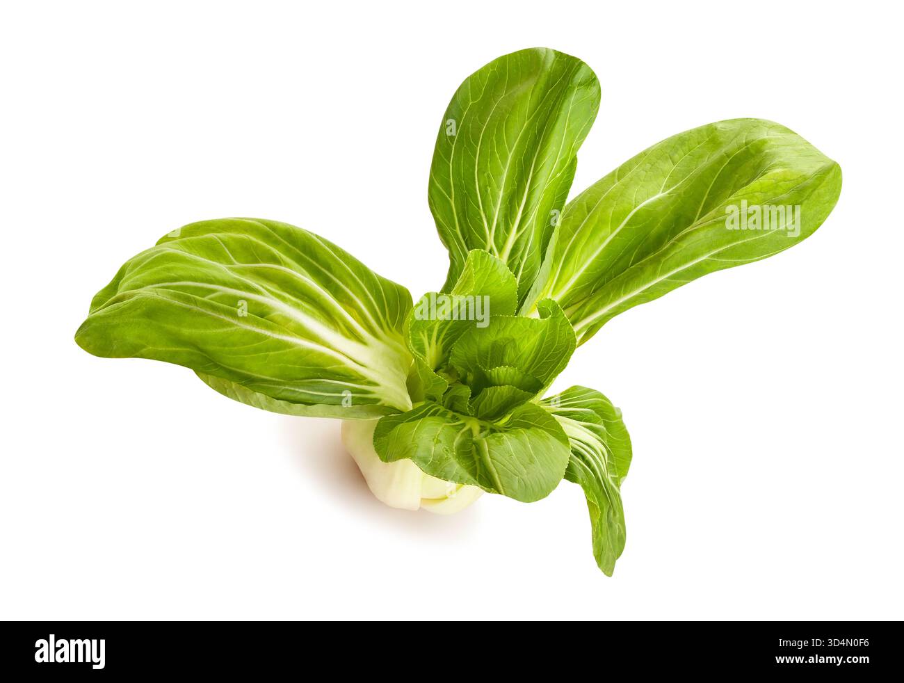 bok choy cabbage path isolated on white Stock Photo - Alamy