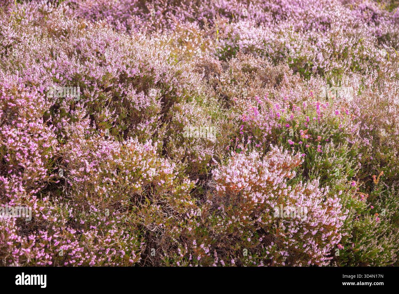 Field of blooming heather in shades of pink and purple covering the ...