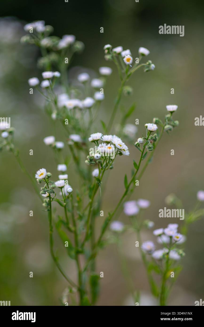 Field of daisy wildflowers with white blooms in a lush green meadow ...