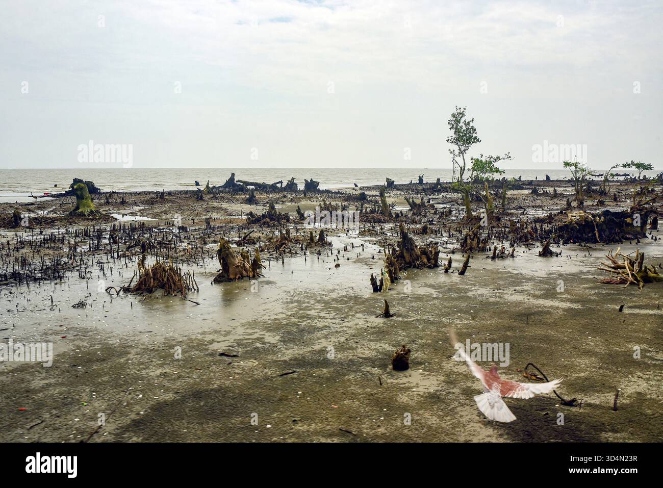 Desolate Mangrove Coastline With Stumps And Bird in Flight Across Muddy ...